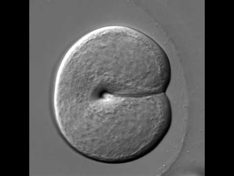 The first cell division of a ctenophore embryo