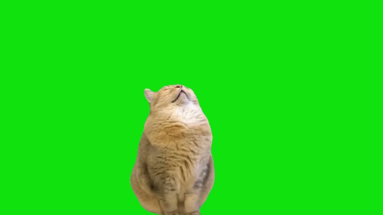 Snoring Cat Meme Green Screen Chroma Key Template