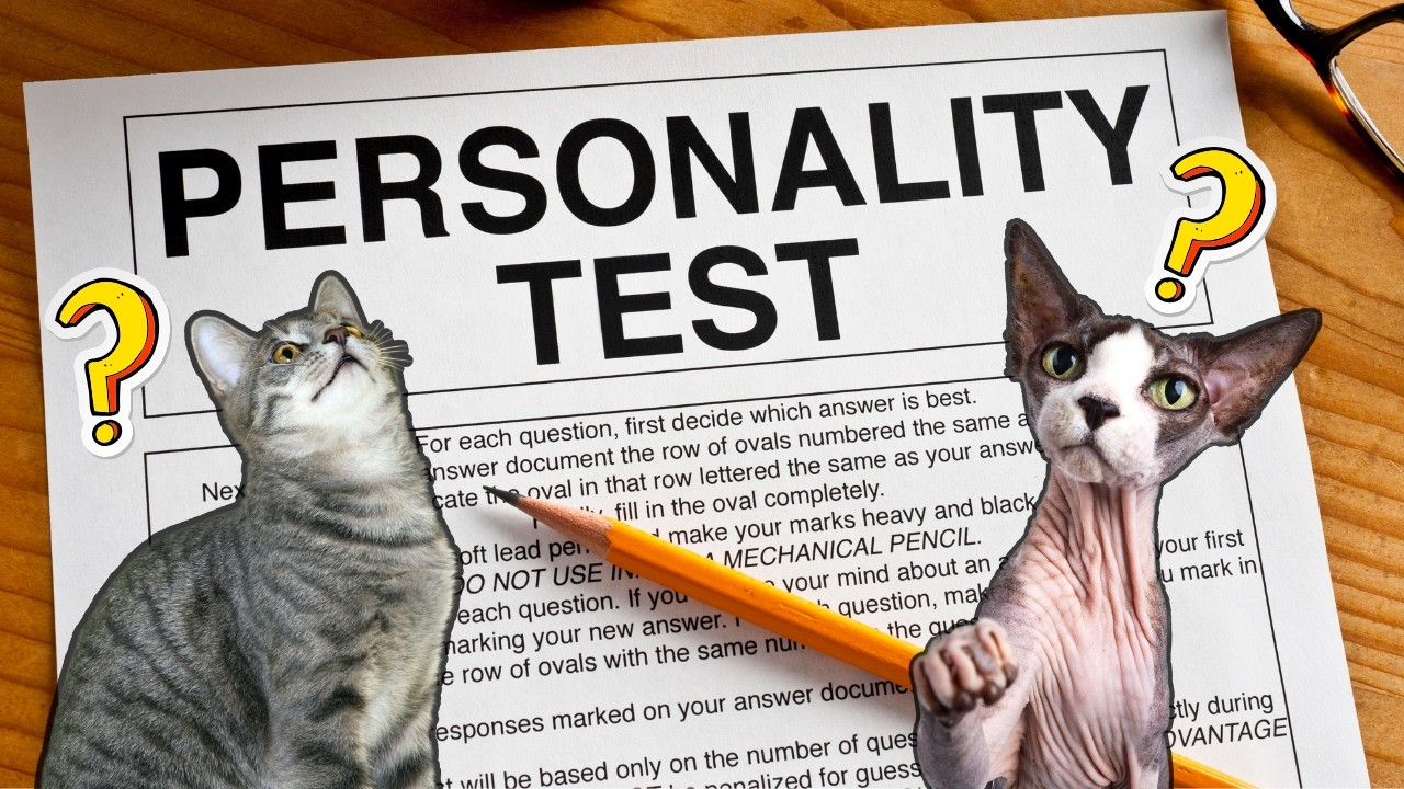 Understanding the Five Feline Personality Types: Which One is Your Cat ...