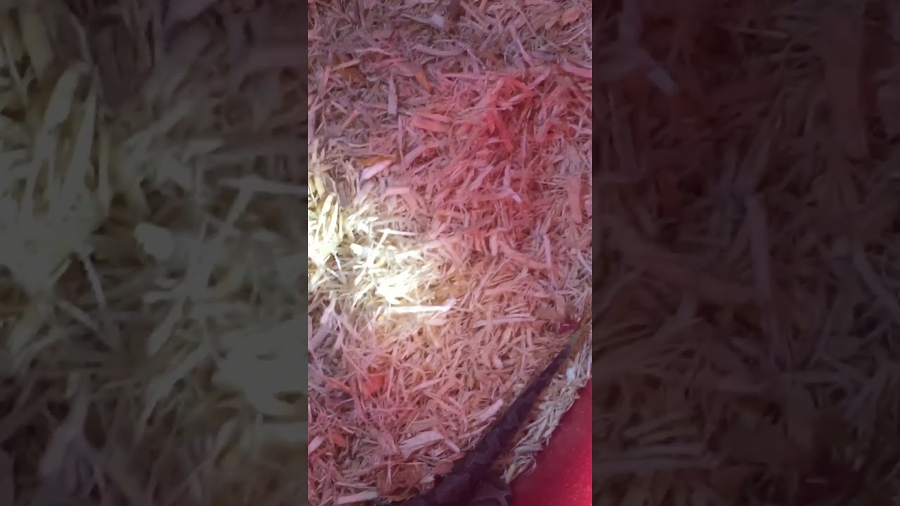 Live Venomous Copperheads birth