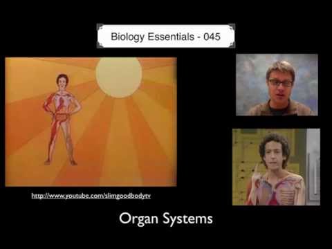 Organ Systems