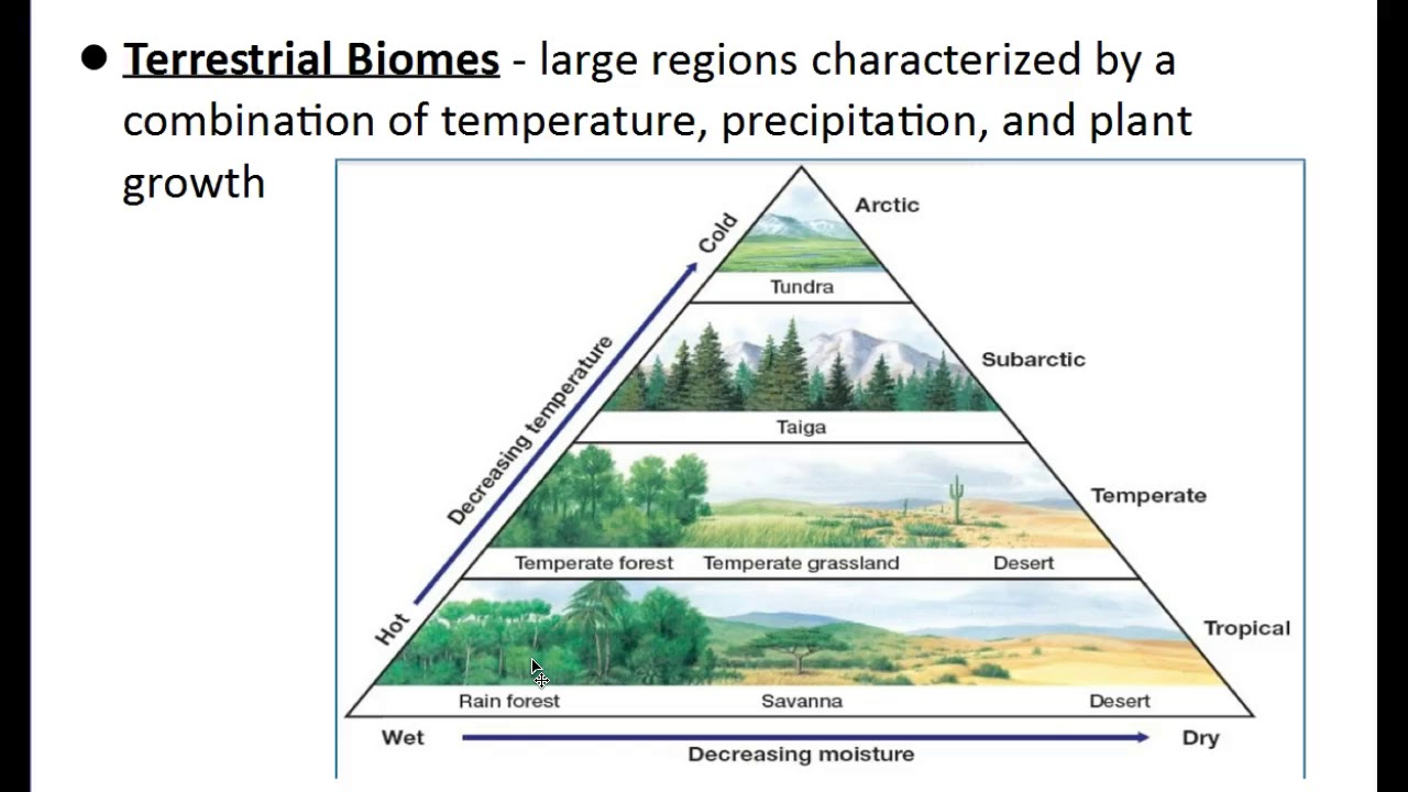 APES 11/5 Terrestrial Biomes