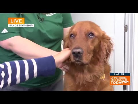 Upper Michigan Today - Northern Lights Veterinary