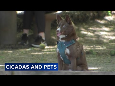 Can dogs eat cicadas? What pet owners need to know