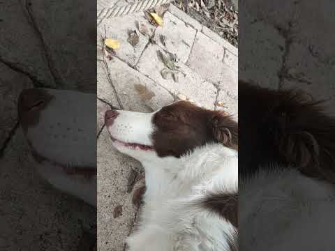 Sus #sus #bordercolliepuppy #dog #cute