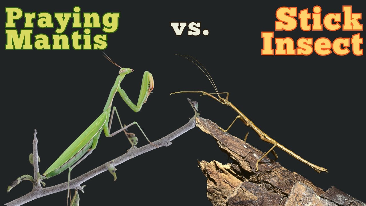 What’s the Difference Between a Praying Mantis and a Stick Insect?