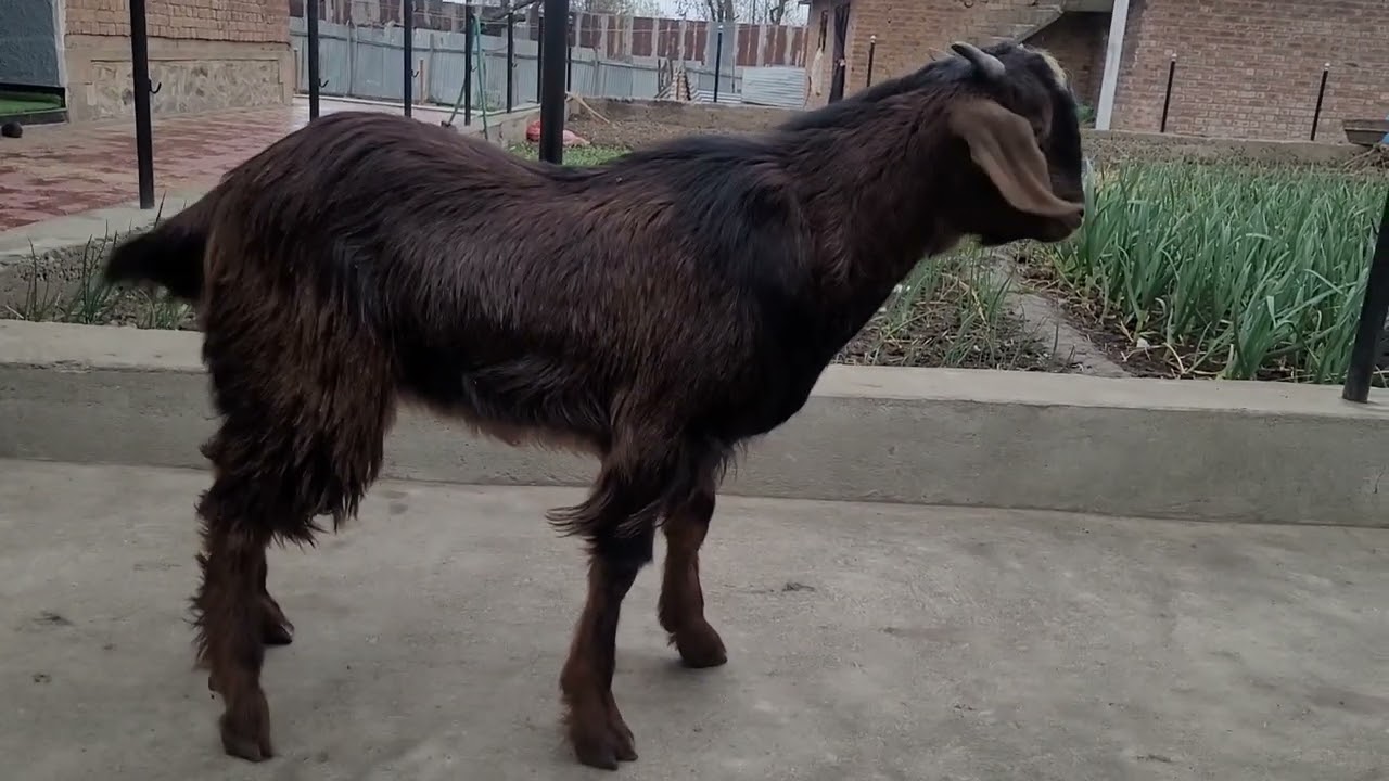 coenurus cerebralis in goat (Gid in Goat)/Coenurus cerebralis / Taenia multiceps