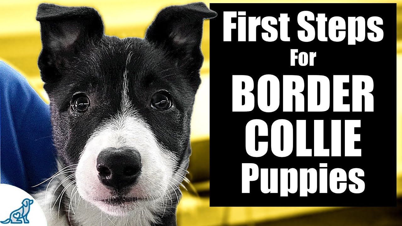 Border Collie Puppy Training - 10 Skills To TEACH FIRST!