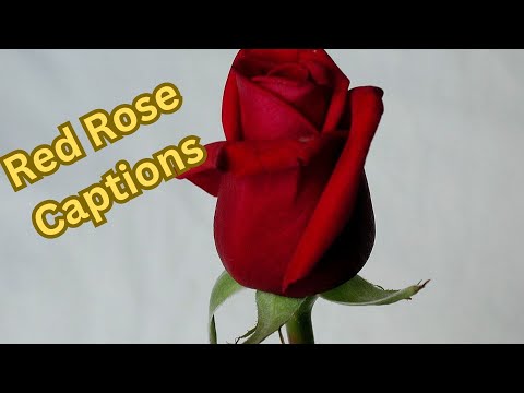 Red Rose Captions and Quotes for Instagram || #rose #captionstock #roseday #redrose #status