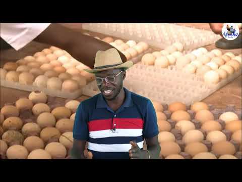 CHEAP AND PROFITABLE CHICKEN FARMING (Improved Kienyeji)