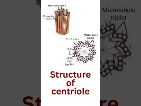 Structure of centriole #centriole #centrioles #cell