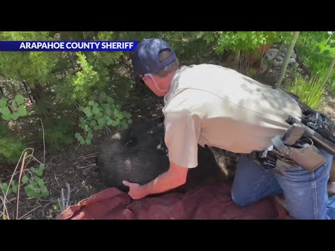 Bear wandering through Lone Tree, Aurora neighborhoods relocated