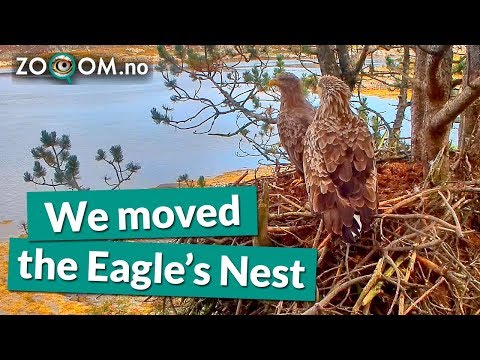 NEW CHANNEL: Watch the Eagle's nest LIVE on Zooom Nordic Wild