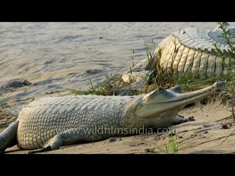 Gharials sunbathing - the fish-eating crocs of the Gangetic Plains of India