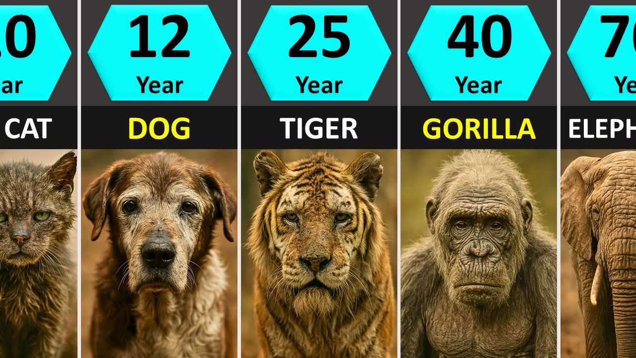 Animal Lifespans Compared: Shortest to Longest
