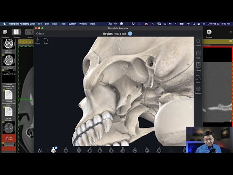 The Ins and Outs of the Pterygopalatince Fossa