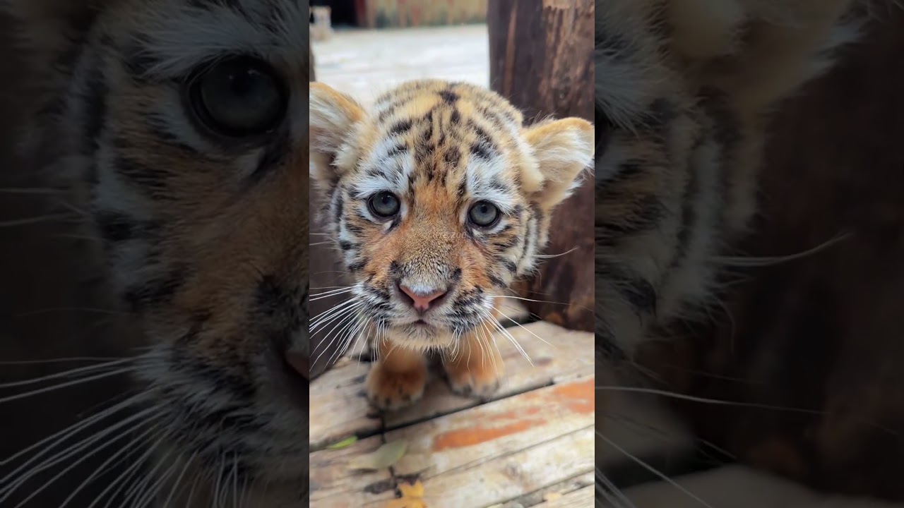 🐯🐯🐯WOW!!! adorable tiger cub #tigercub  #tiger #kitten #foryou #fpy #cute #kitty #zoo #adorable