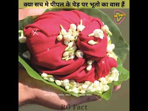 Do ghost live on the peepal tree||RG Fact•#viral #shorts