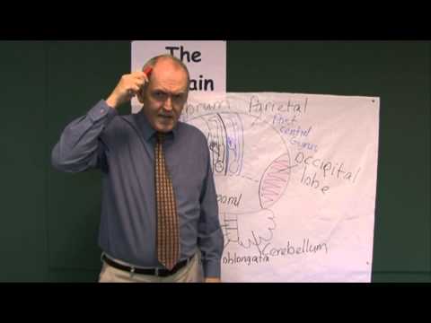 Brain 2, Lobes of the brain