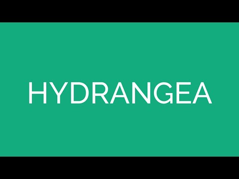 How To Pronounce Hydrangea