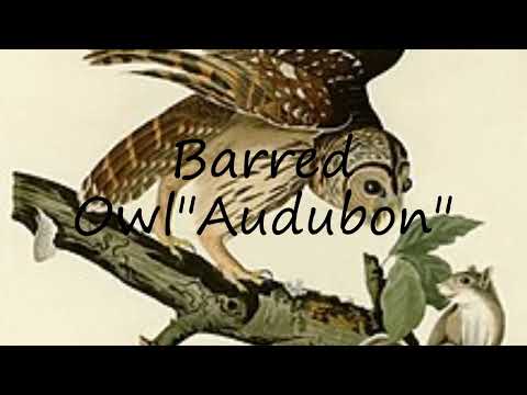 How to pronounce Barred Owl"Audubon" in English?