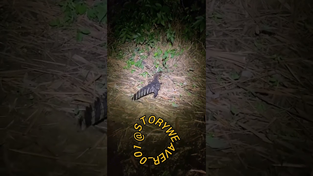 cuvier dwarf caiman in  Suriname  #livingzoology #storyweaver #lizards #caiman #suriname