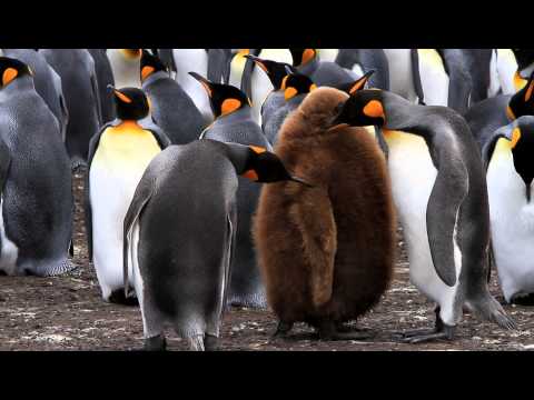 Activity Within the King Penguin Colony