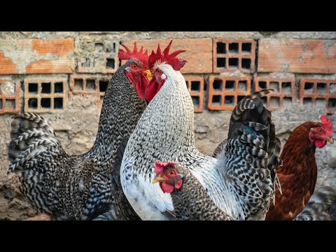 The Money Math of Kienyeji (native) Chicken Farming in Kenya