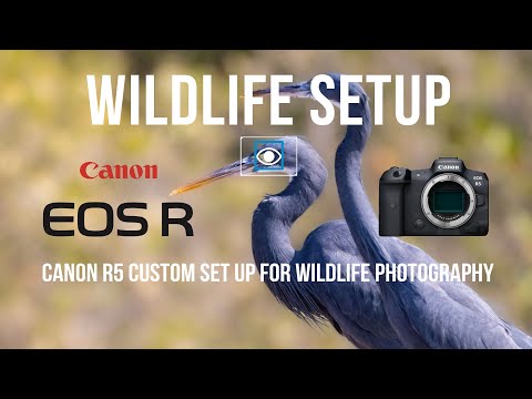 Canon R5: Wildlife photography custom settings (4147C002)