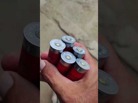 12 bore cartridges #shortvideo #gun