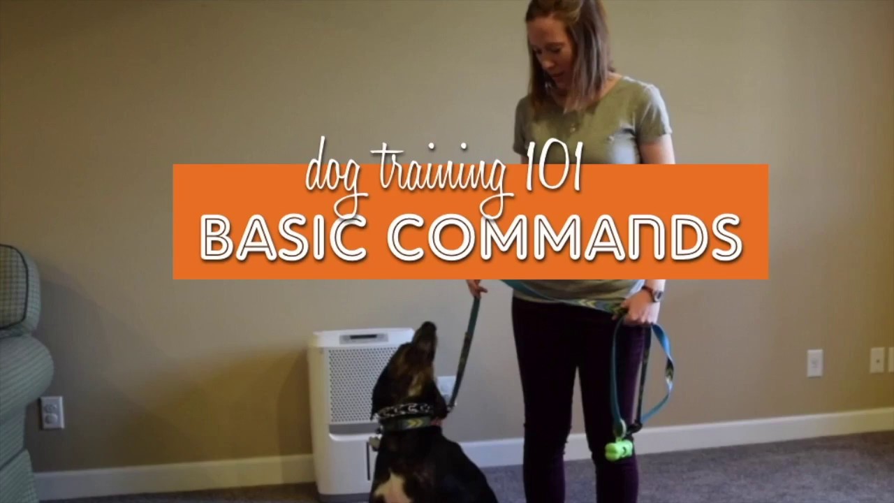 How To Train A Dog Without Treats Effectively