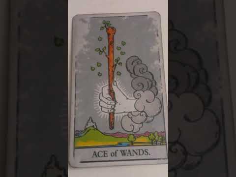 The Ace of Wands as Feelings in a Love Reading