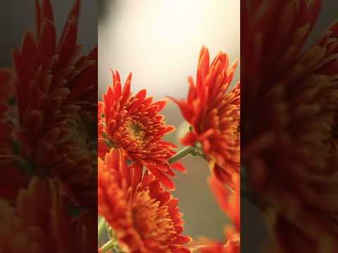 Vivid Images of Colorful Flowers: A Stunning Visual Journey You Can't Miss!