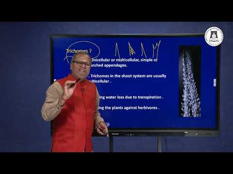 ANATOMY TISSUE AND TISSUE SYSTEM DERMAL TISSUE SYSTEM | NEET | BOTANY