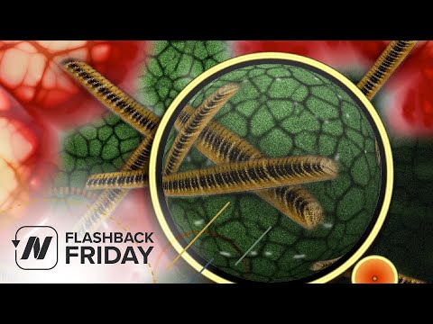 Flashback Friday: What's Your Gut Microbiome Enterotype?