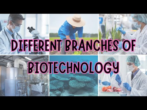 what arethedifferent branches ofbiotechnology?the 6 MajorBranches of Biotechnology#biotechlearning