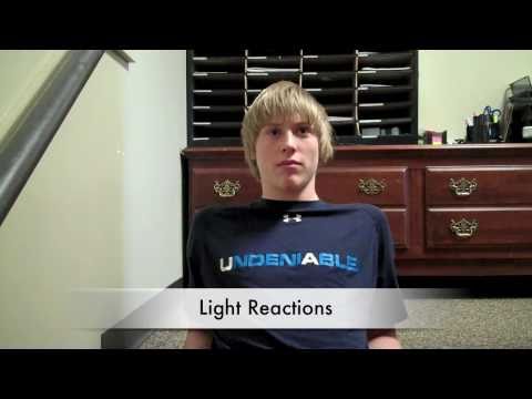 Photosynthesis & Cellular Respiration Explained