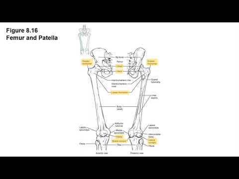BIO 168 Module 6 - Femur and Patella