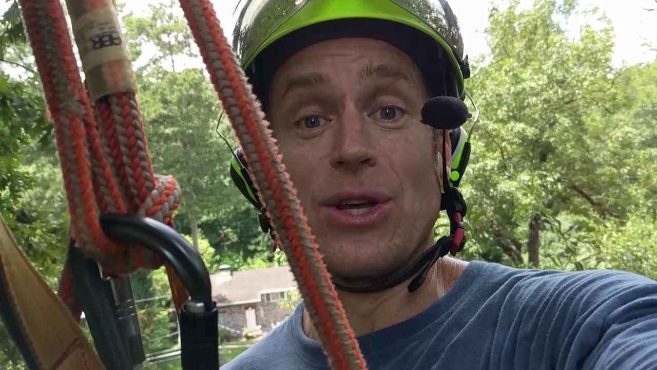 Three warning signs of dangerous trees