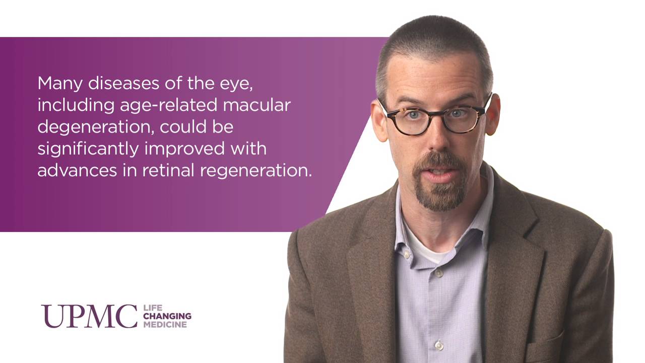 Using Zebrafish in Ocular Research | UPMC