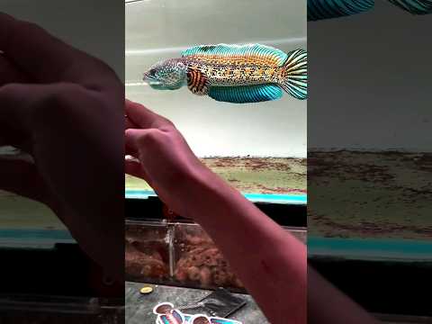 Meet the Rare Barca Snakehead Fish! π #Shorts