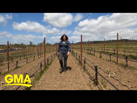 A look at the wine industry of Oregon l GMA