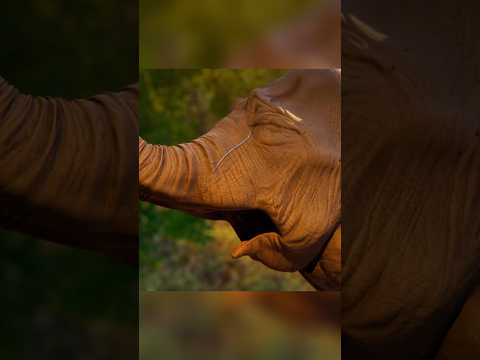 Elephant Who Never Forgot His Rescuer #recap #animation