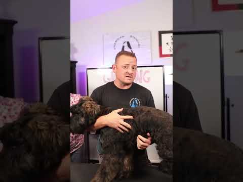 How to express the anal glands on a dog