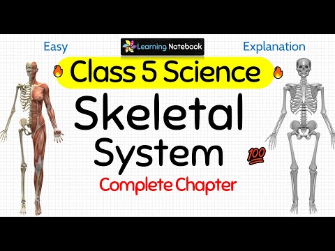 Skeletal System (Complete Chapter)