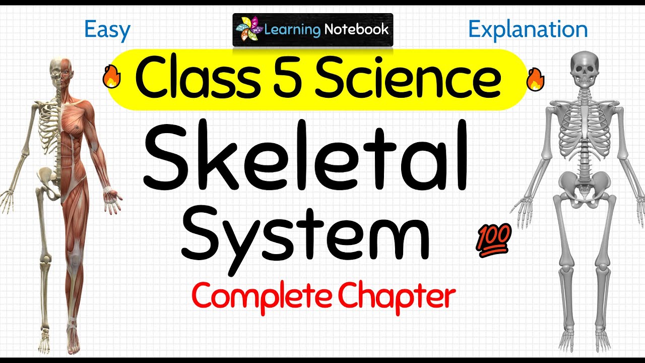 Skeletal System (Complete Chapter)
