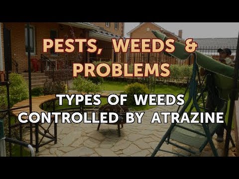 Types of Weeds Controlled by Atrazine