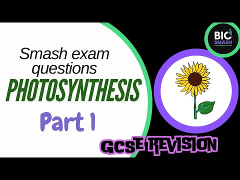 What is photosynthesis and why do plants do it? (GCSE level)