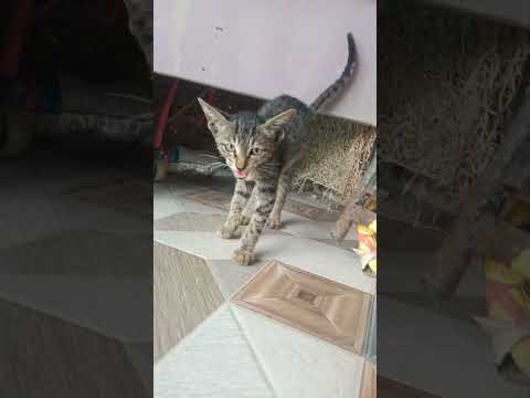 #catvideos #cat #manimyau#manjar#मांजर#म्याव म्याव#मनीम्याऊ