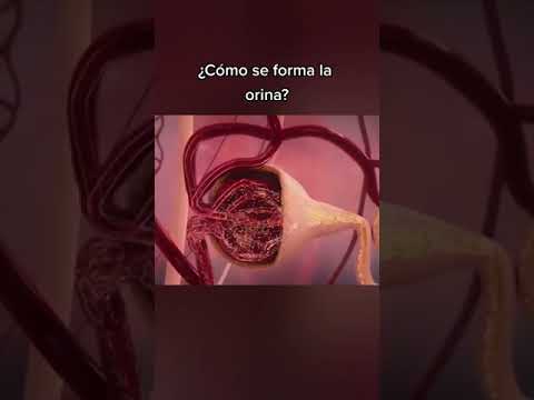 ¿Cómo se forma la orina? 🤔🚽💦 Descubre todo sobre los riñones, vejiga y ureteres.